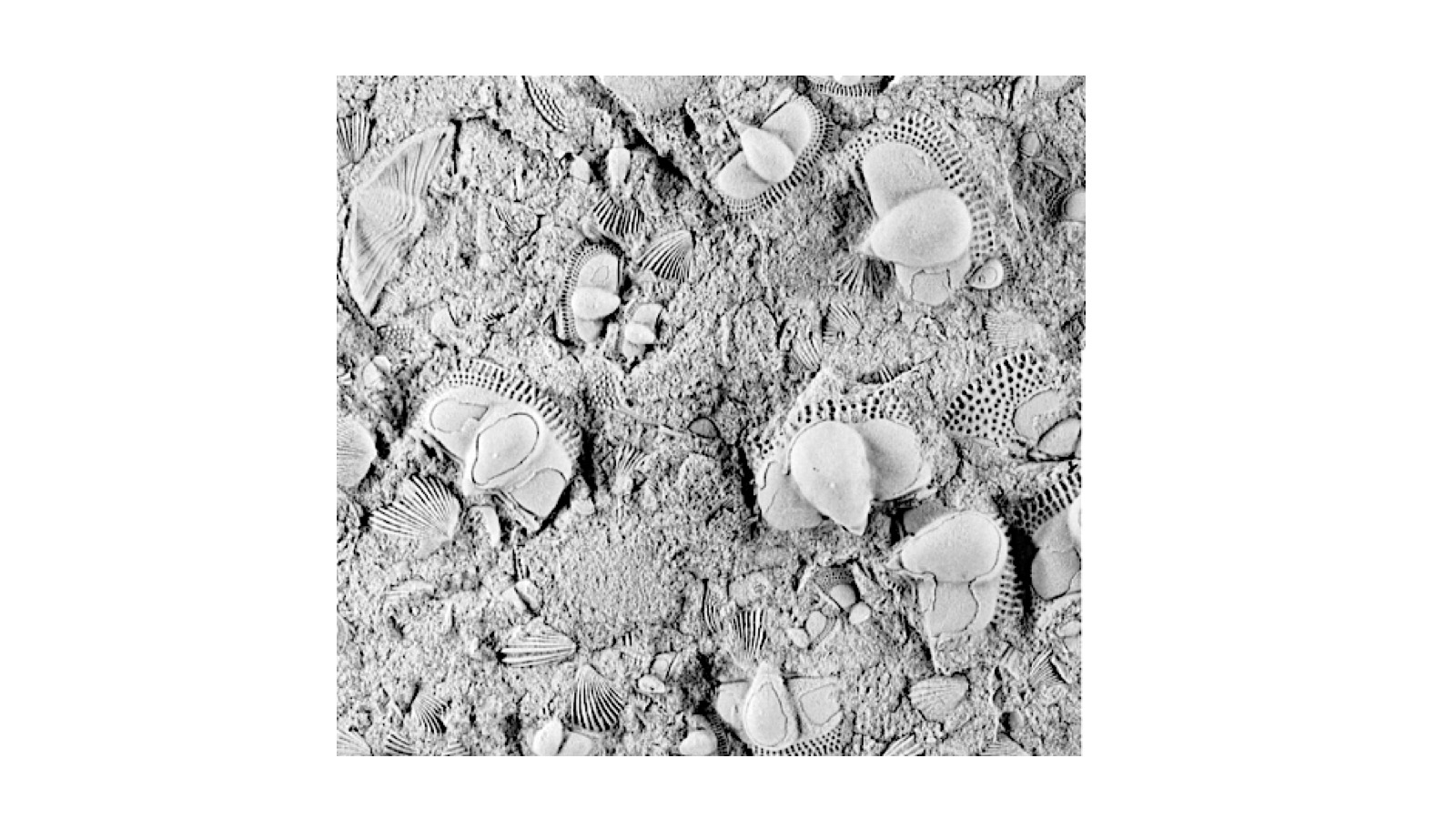 Celebrating National Fossil Day 2020 with a Digital Exhibit of Ohio ...