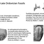 Ohio's Fossil Record | Orton Geological Museum