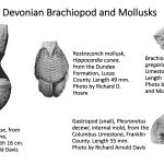 Ohio's Fossil Record | Orton Geological Museum
